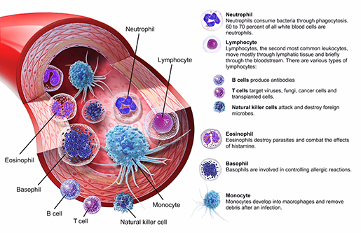 The Lymphatic System: Innate and Adaptive Immunity